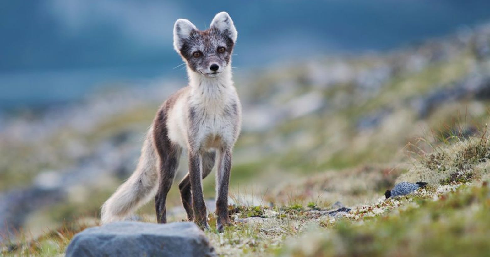 Nytt nordisk samarbeid skal redde fjellreven Nytt nordisk samarbeid skal redde fjellreven